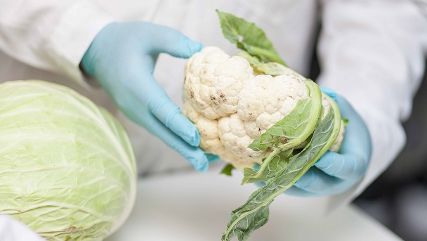 Investigadores chilenos y peruanos recomiendan cómo preparar coles sin ...