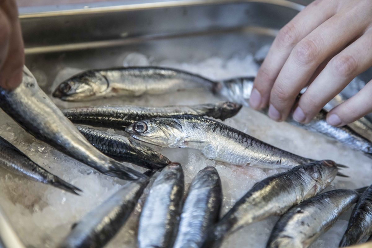 Redescubren el súper poder alimenticio de la anchoveta chilena con 12 ...